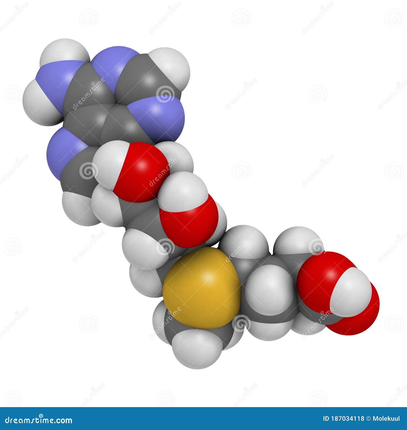 S-adenosyl Methionine (SAM) Molecule. Essential in Several Metabolic ...