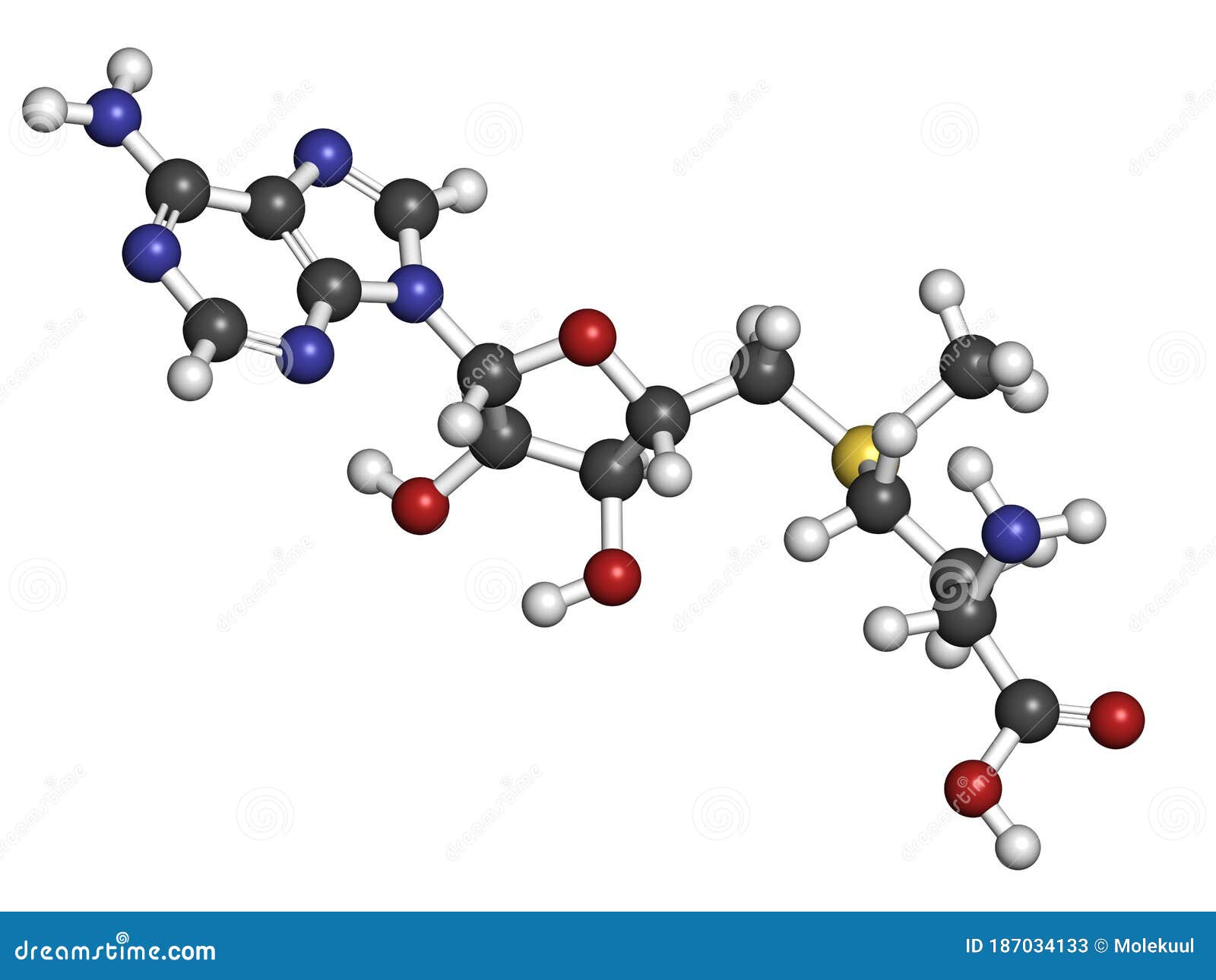 S-adenosyl Methionine (SAM) Molecule. Essential in Several Metabolic ...