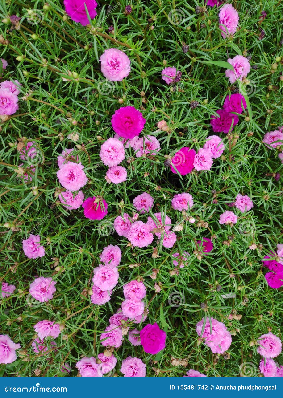 The Flowers are Awakening in the Garden. Stock Photo - Image of flowers ...
