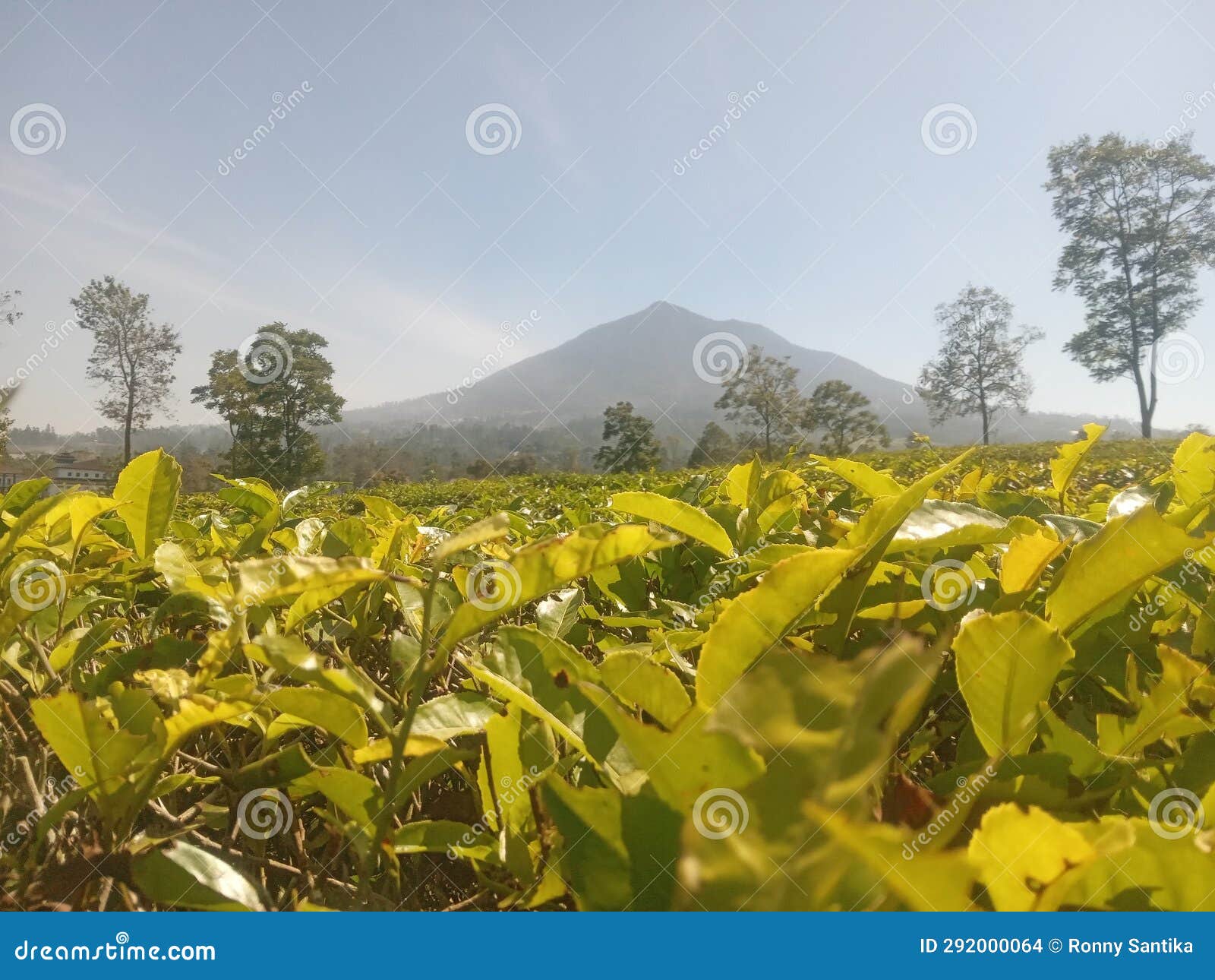 Mount Cikuray stock photo. Image of hill, farm, tree - 292000064