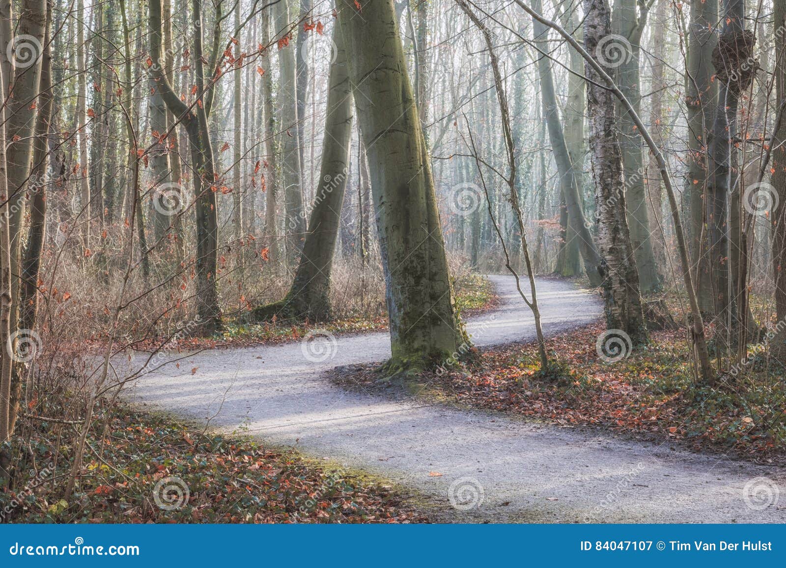 S bend in forest stock image. Image of winter, bend, road - 84047107