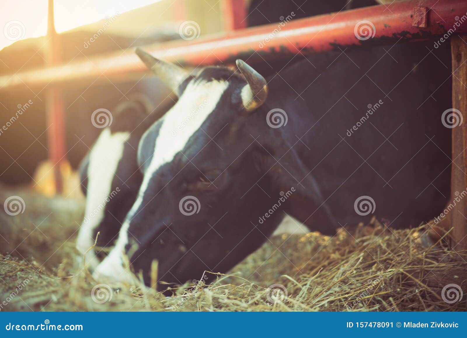 It`s only the Best for these Cows Stock Image - Image of cattle, eating ...