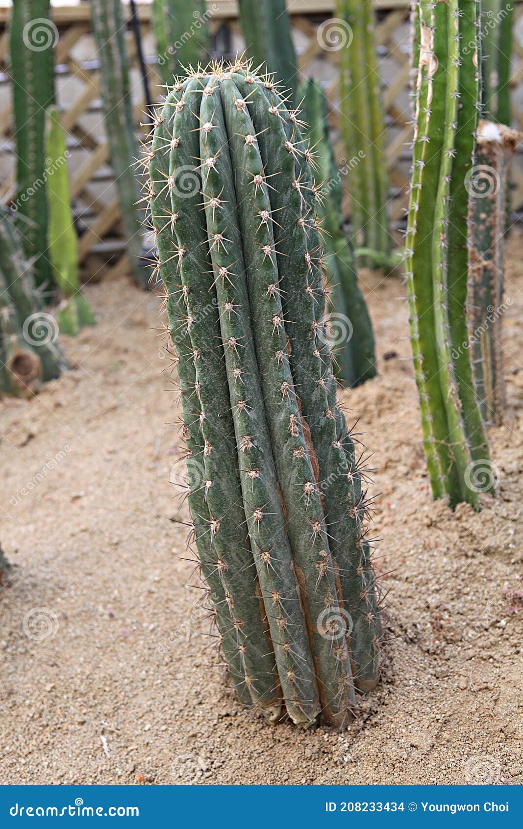 Korea botanical garden stock photo. Image of nature - 208233434