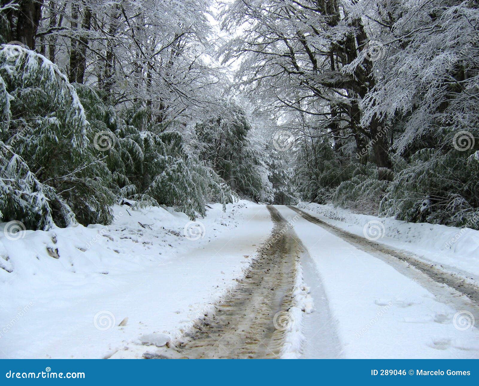 ItÂ´s cold out there stock photo. Image of drive, trail - 289046