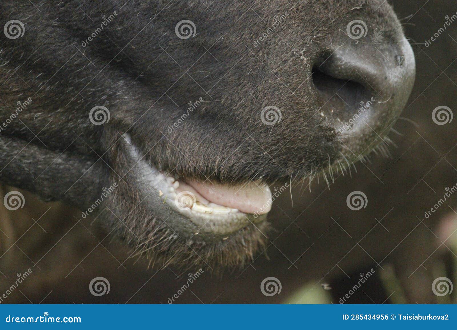 This is the Nose of a Very Cute Cow Stock Photo - Image of rural, horns ...