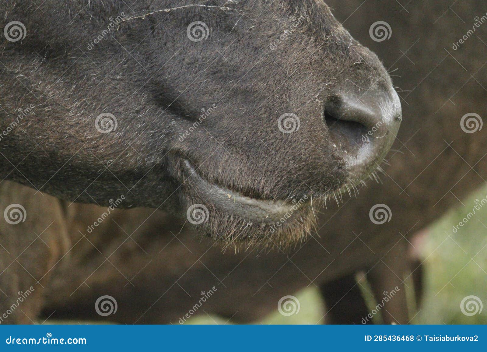 This is the Nose of a Very Cute Cow Stock Photo - Image of farm, nose ...