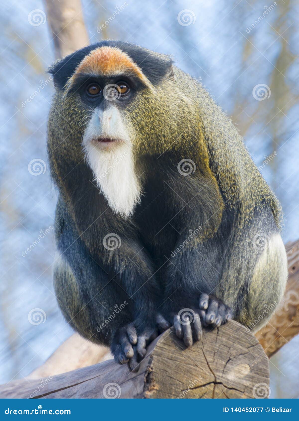 ` S De Brazza Affe stockbild. Bild von primas, bart - 140452077