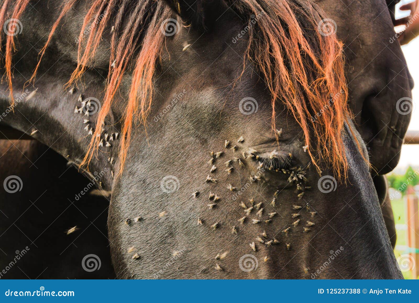 ` S Della Mosca Su Un Cavallo Fotografia Stock - Immagine di soffitto ...