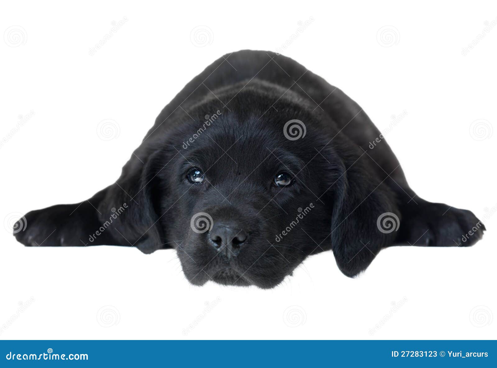It s a dog s life stock image. Image of cute, labrador - 27283123