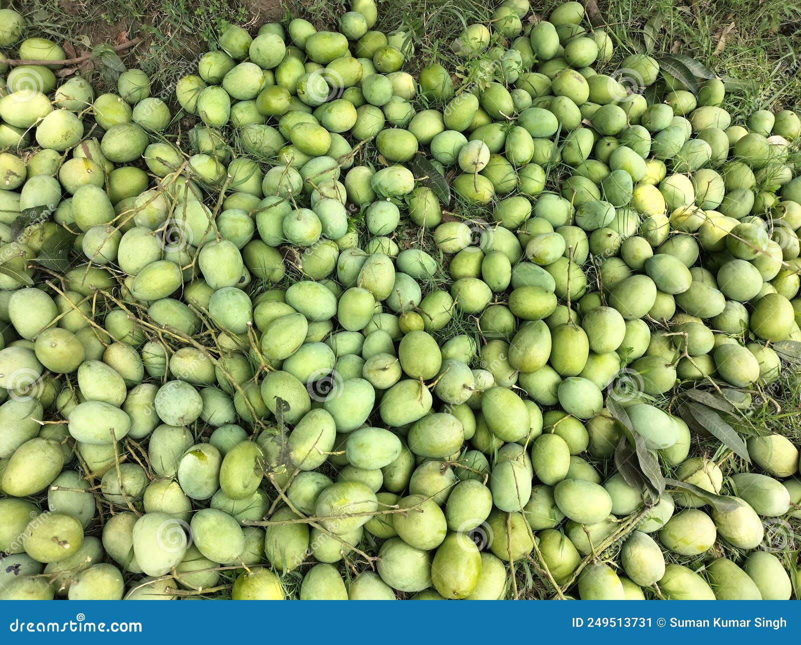 It`s a Drupe, or Stone Fruit, Which Means that it Has a Large Seed in ...