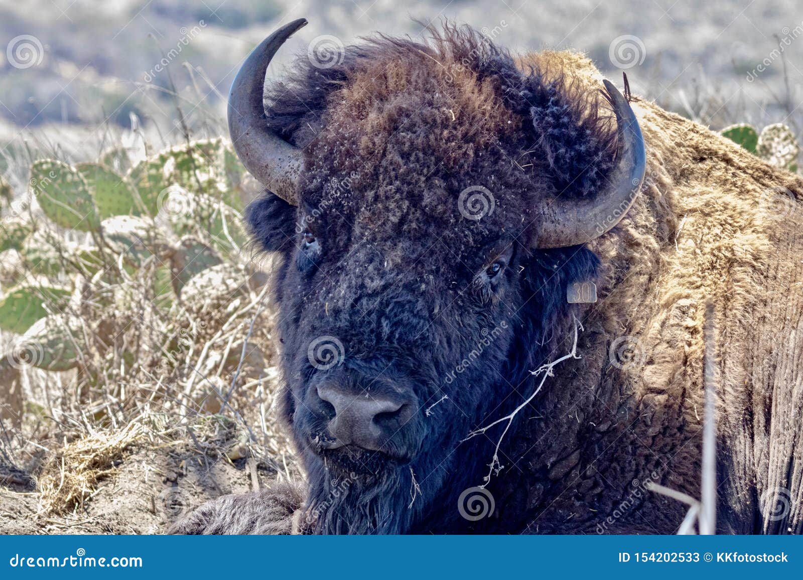 American Bison Head Close Up Stock Image - Image of summer, shade ...