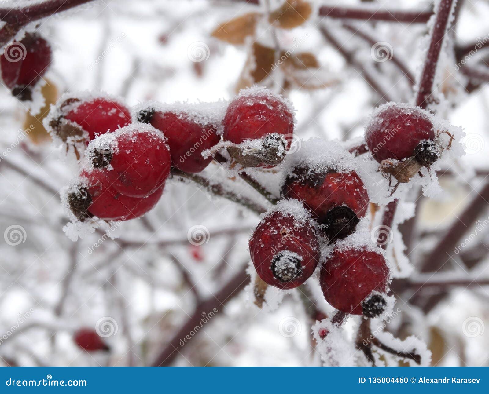 It`s freezing outside stock photo. Image of freezing - 135004460