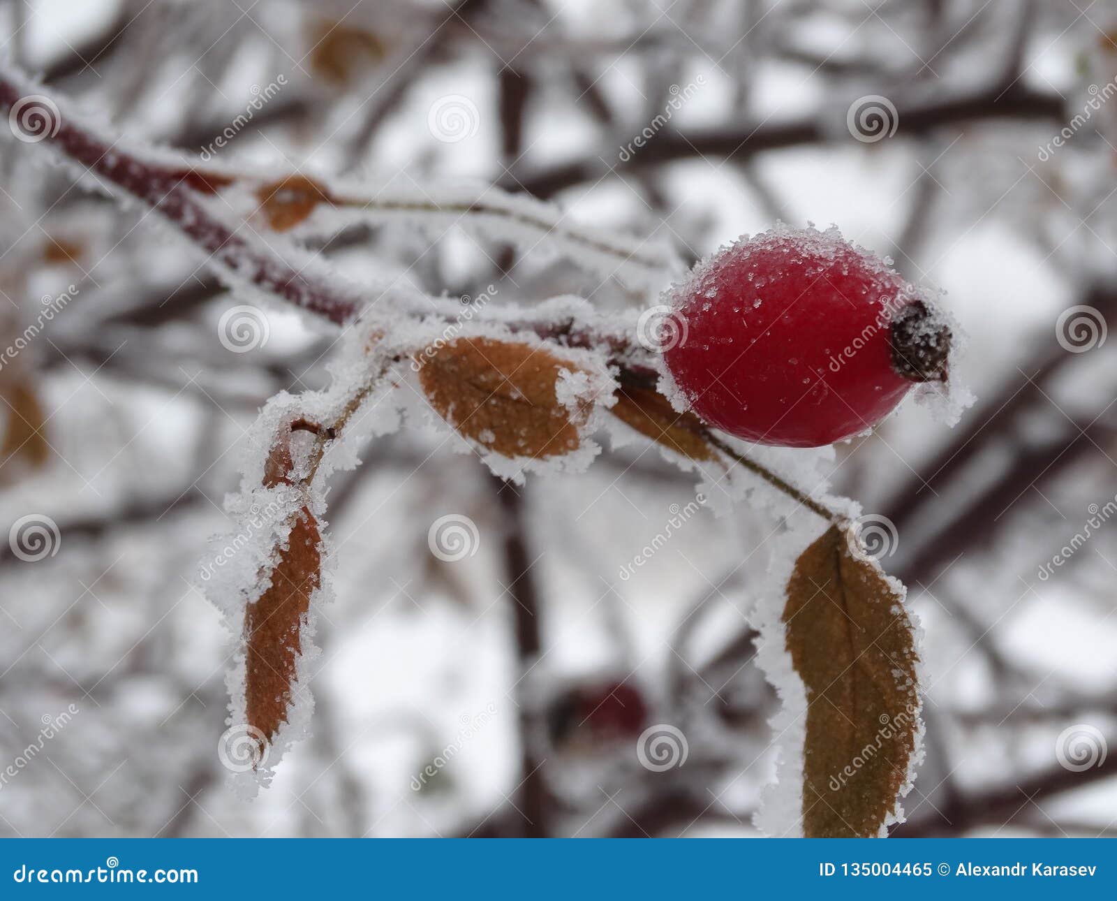 It`s freezing outside stock image. Image of frozen, season - 135004465