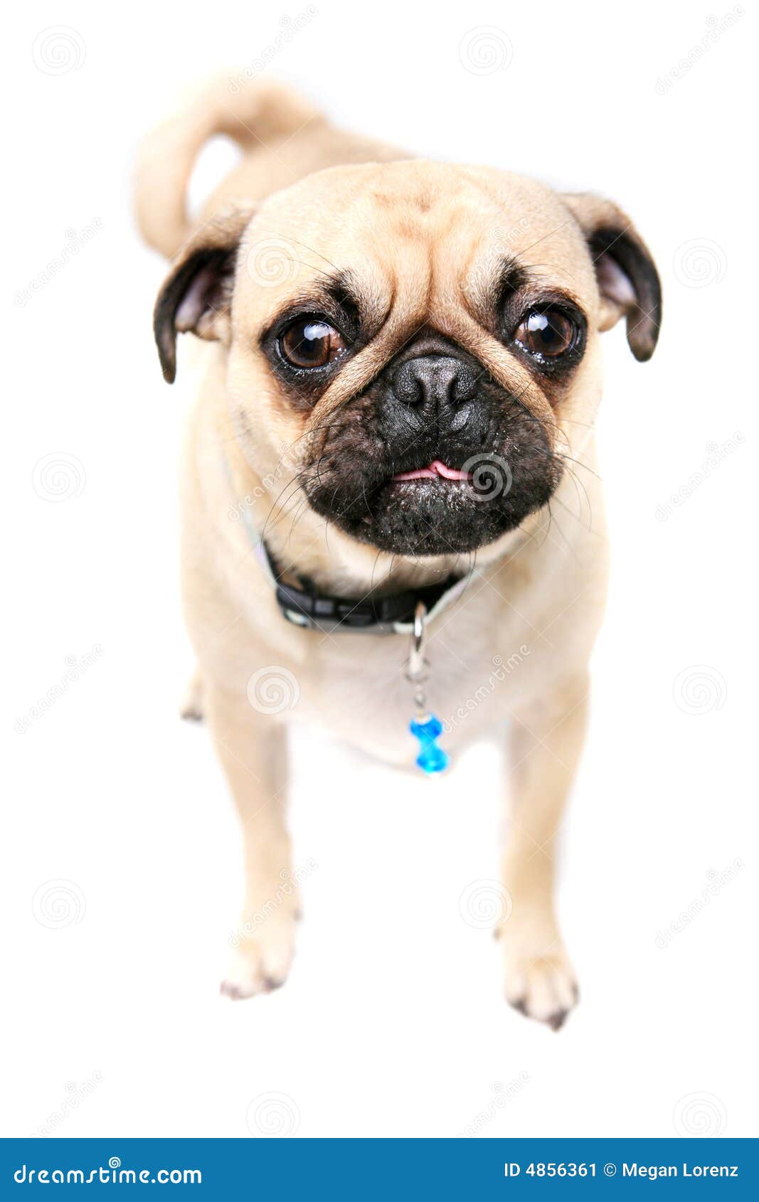 He s Got the Look stock image. Image of looking, background - 4856361 He s Got the Look stock image. Image of looking, background - 4856361