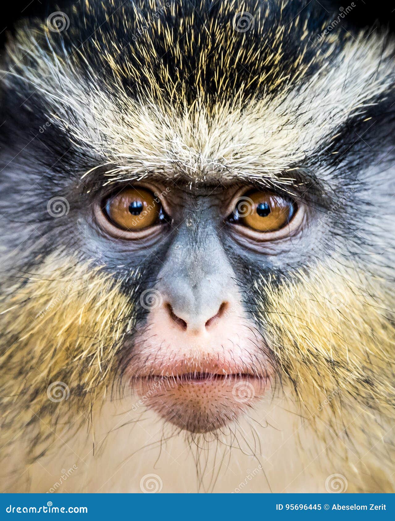 Images Guenon - Téléchargez 126 Photos libres de droits