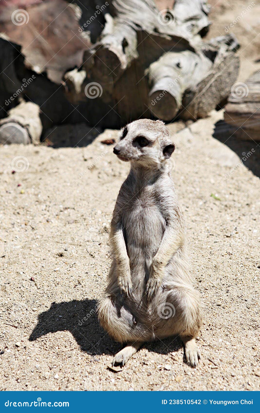 Itâ€™s a meerkat at home. stock photo. Image of animal - 238510542