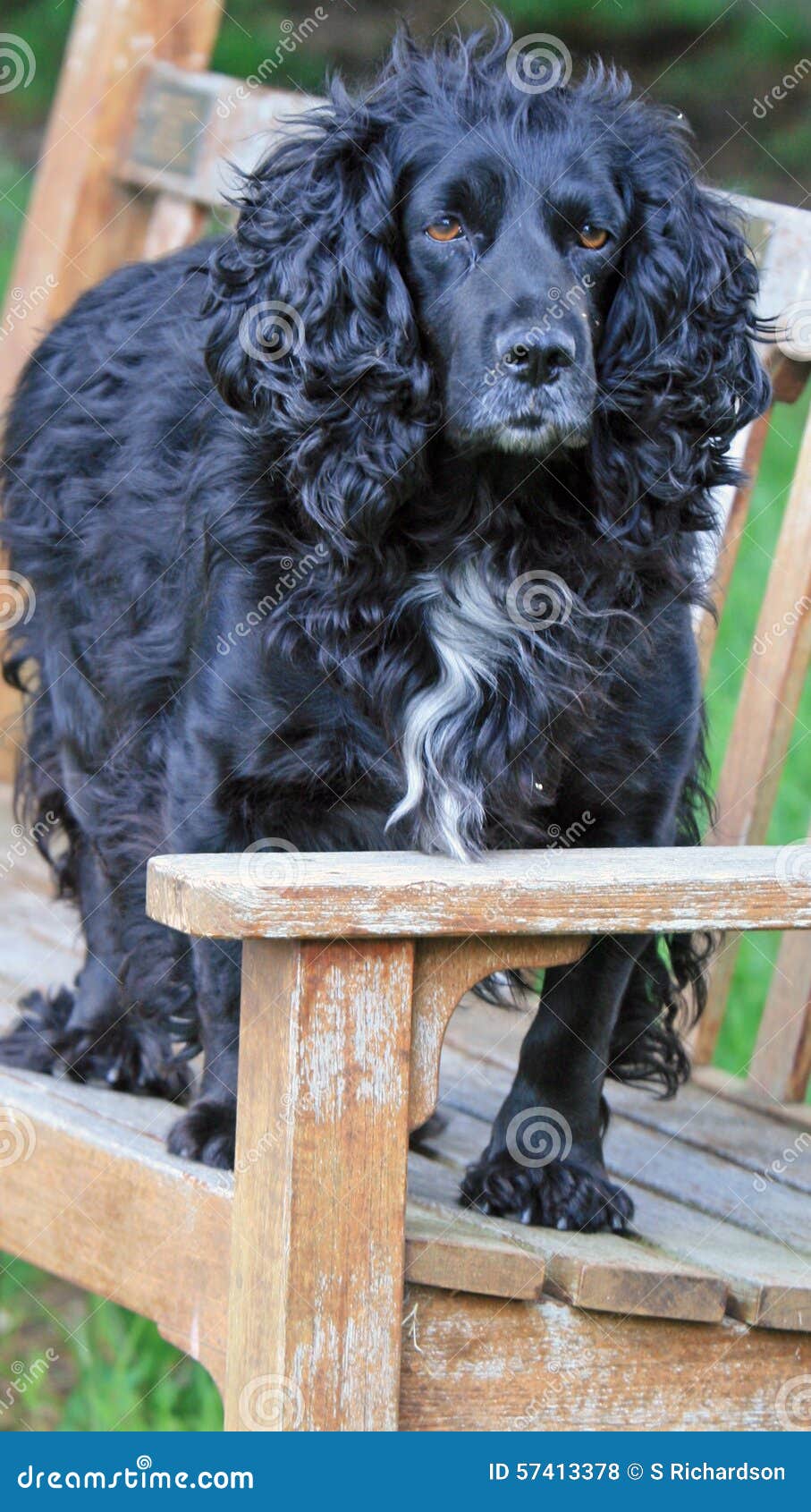 It s my bench stock photo. Image of garden, spaniels - 57413378