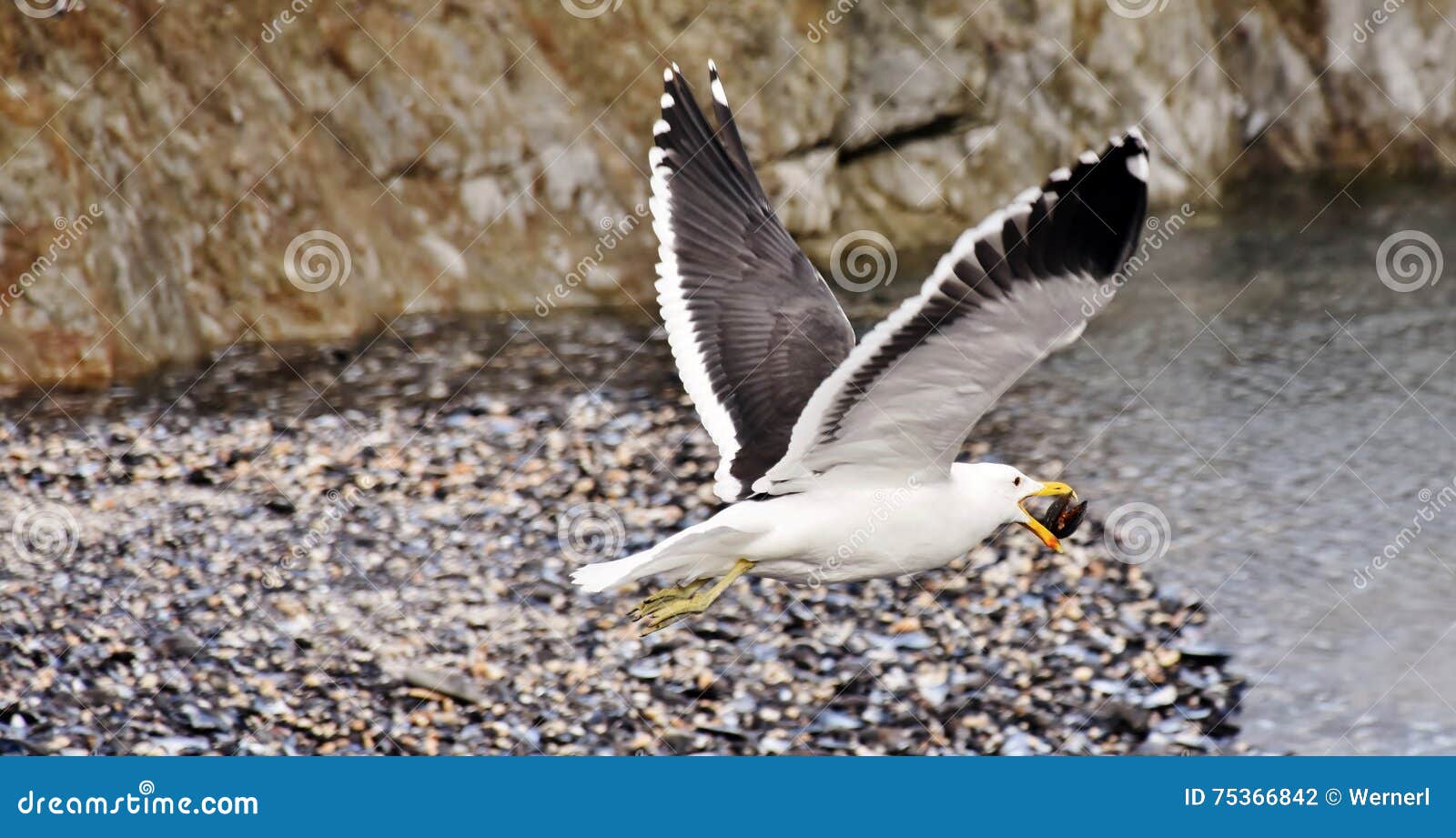 It s my mussel... stock photo. Image of atlantic, africa - 75366842