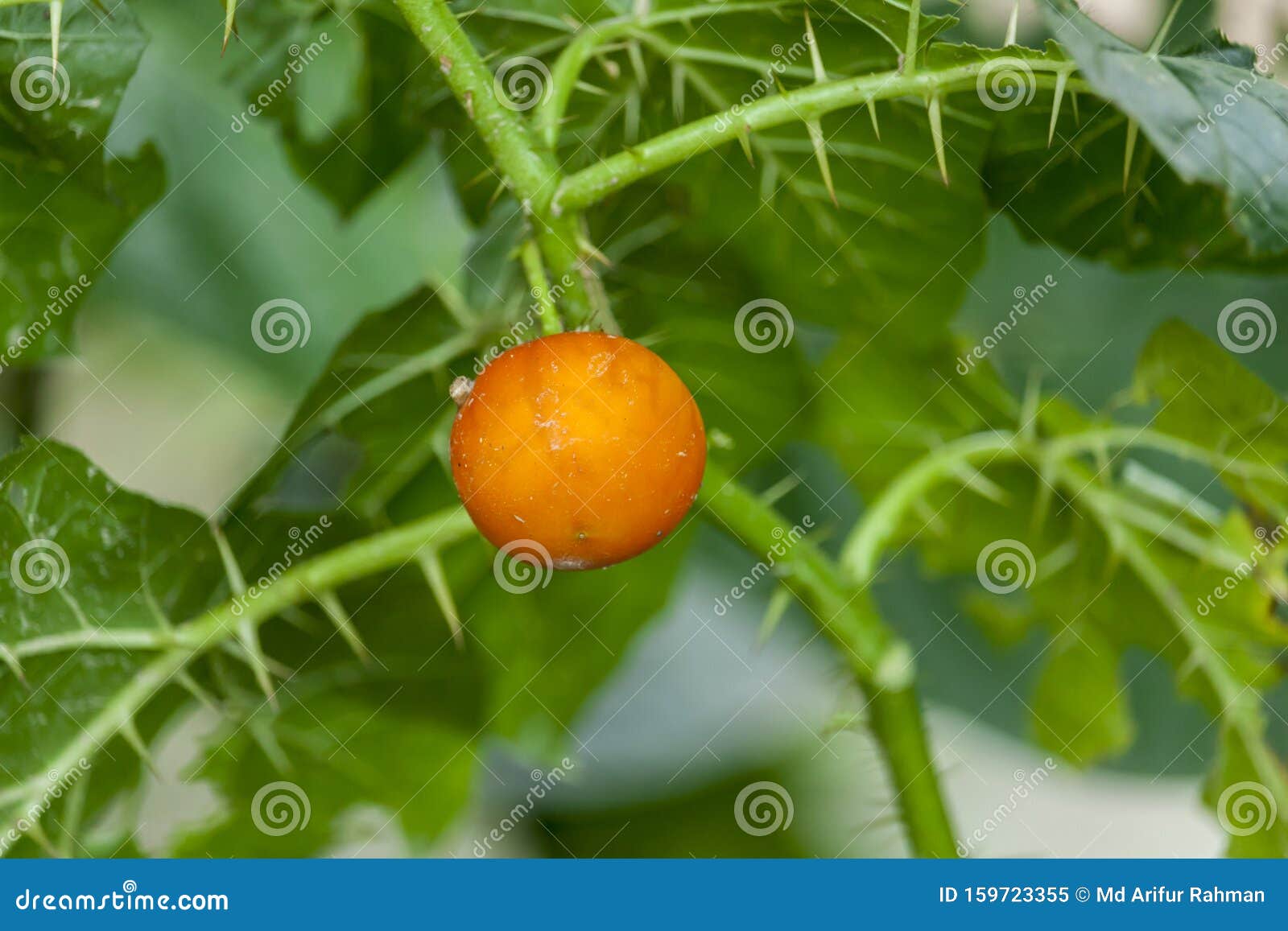 Solanum indicum stock image. Image of isolated, citrus - 159723355
