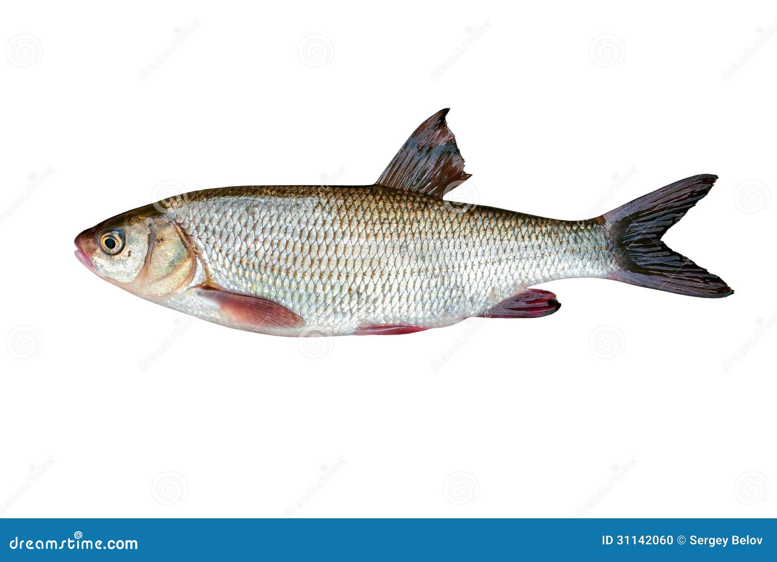 Słodkowodna ryba zdjęcie stock. Obraz złożonej z horyzontalny - 31142060