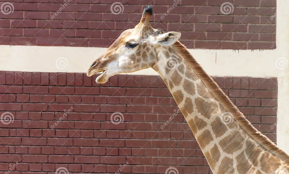 A Giraffe - Camelopard stock photo. Image of ears, kangaroo - 141972356