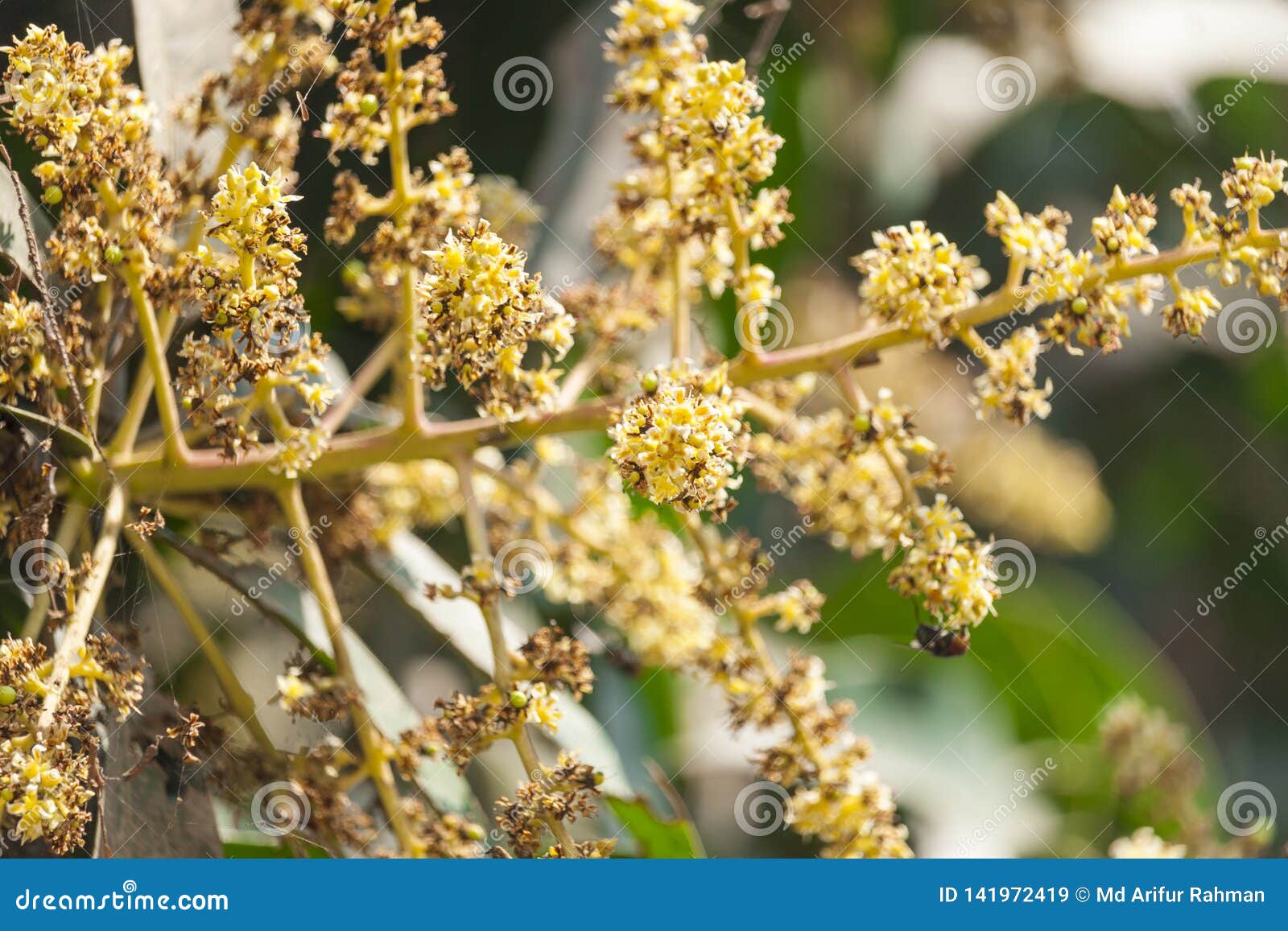 Mango Flower stock image. Image of green, flora, food - 141972419