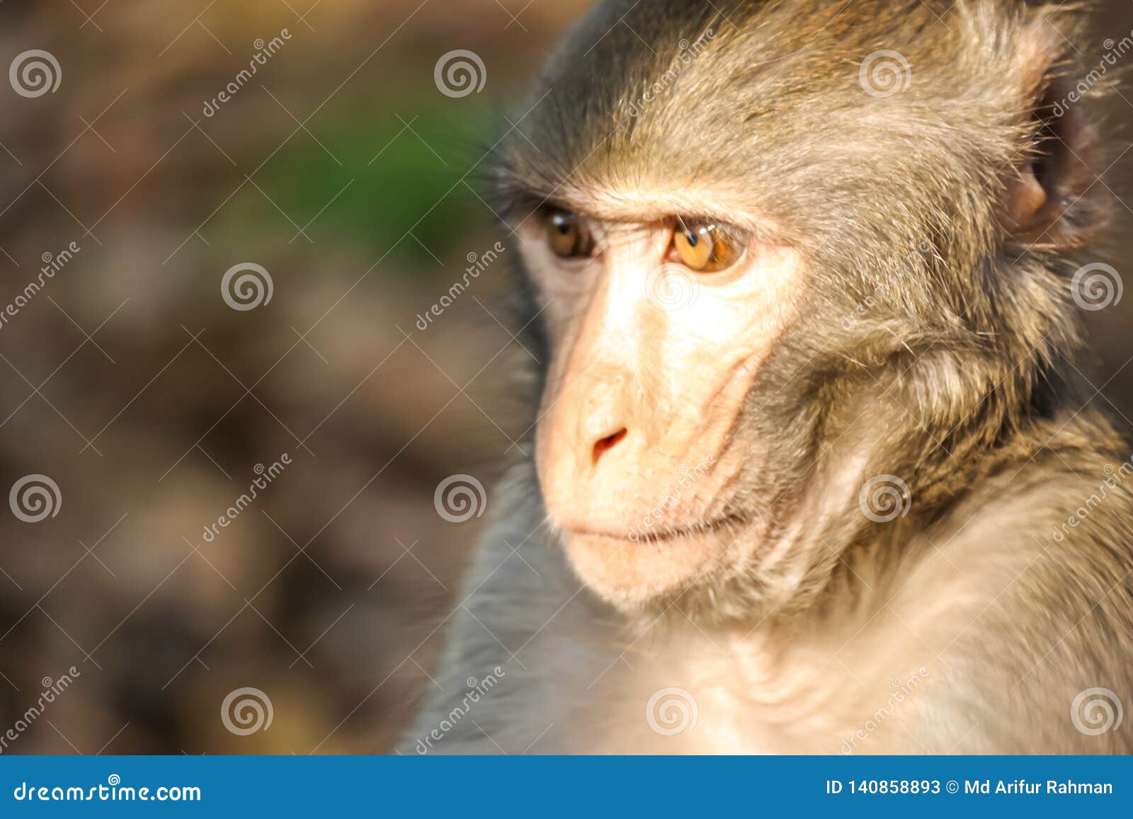 Head of a Monkey stock image. Image of amimal, australia - 140858893