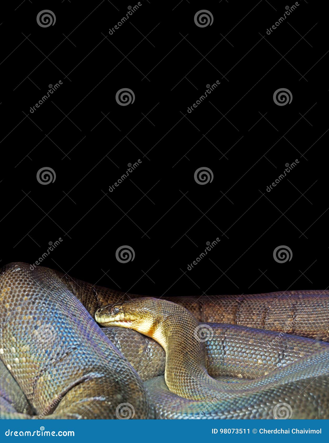 ` S Python De Macklot En El Fondo Negro, Trayectoria De Recortes Imagen ...
