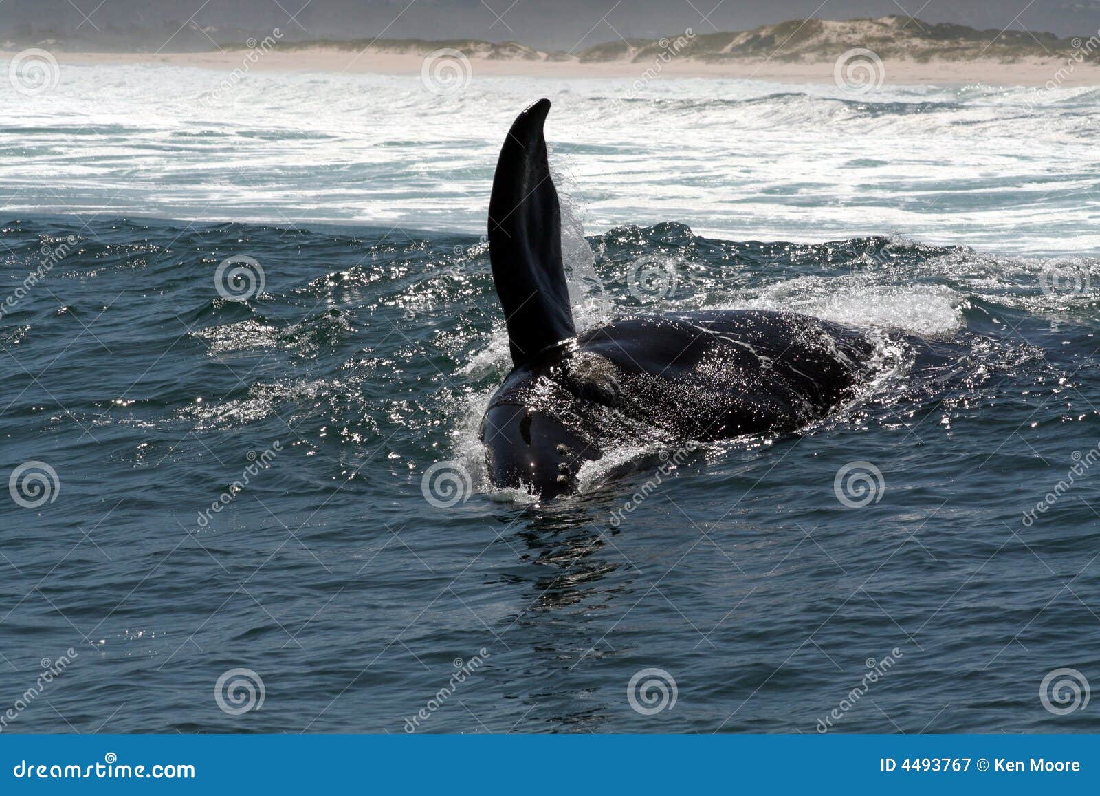 S R Whale Playing in the Surf Stock Image - Image of baleen, based: 4493767