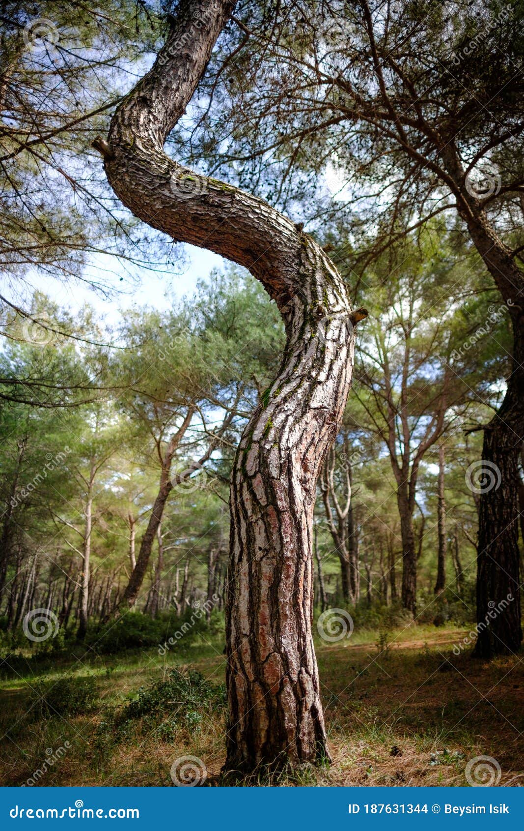 S Shape Tree Trunk stock photo. Image of scenery, conservation - 187631344