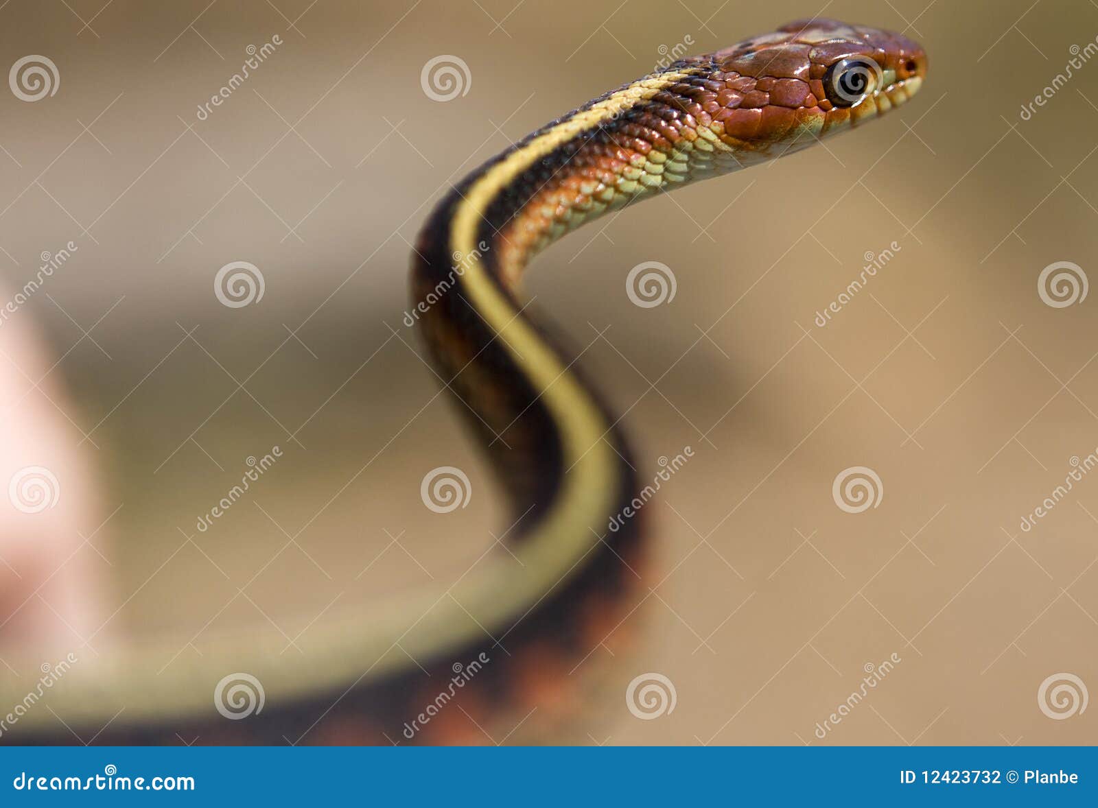 S shaped snake stock photo. Image of stripes, danger - 12423732