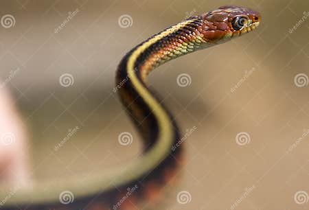 S shaped snake stock photo. Image of stripes, danger - 12423732