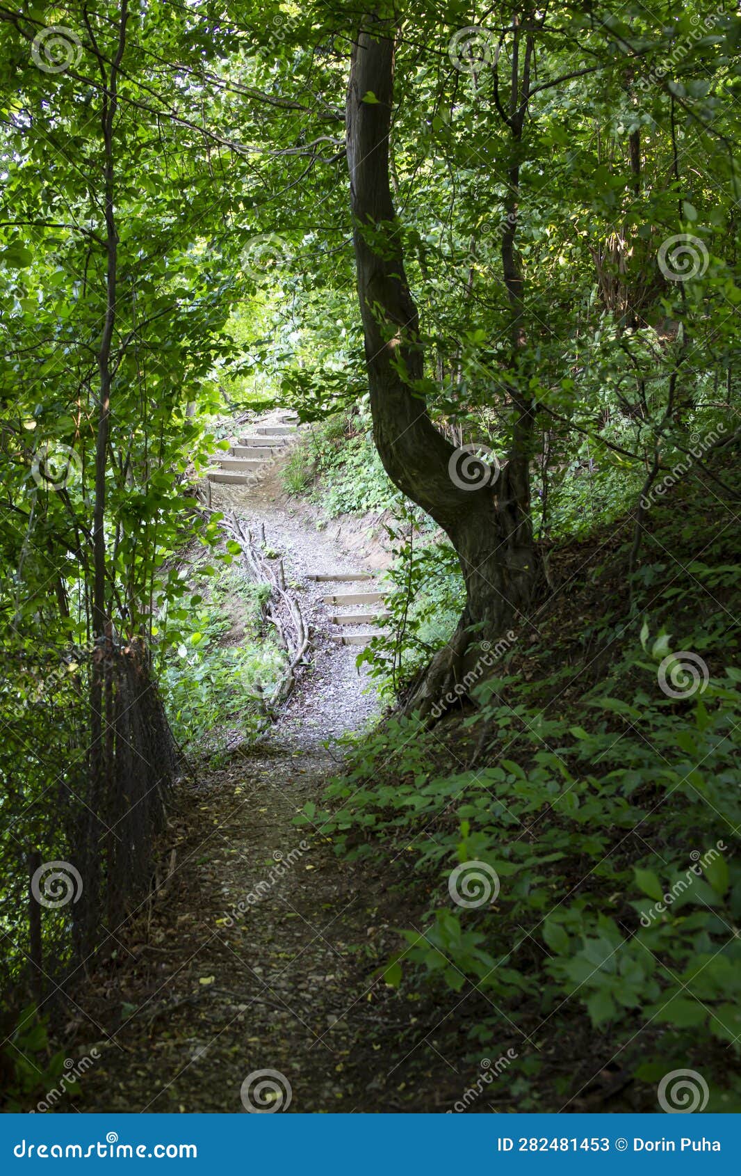 S Shaped Trail Path Thru the Woods Stock Image - Image of explore ...