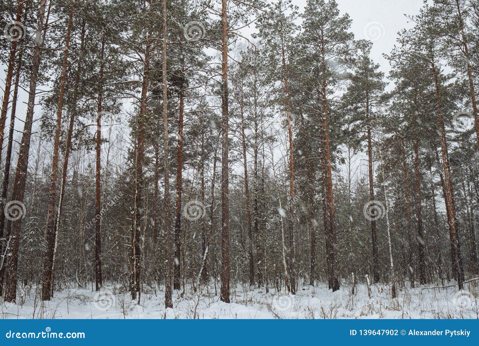 It`s Snowing in the Overcast Pine Forest Stock Photo - Image of bottom ...