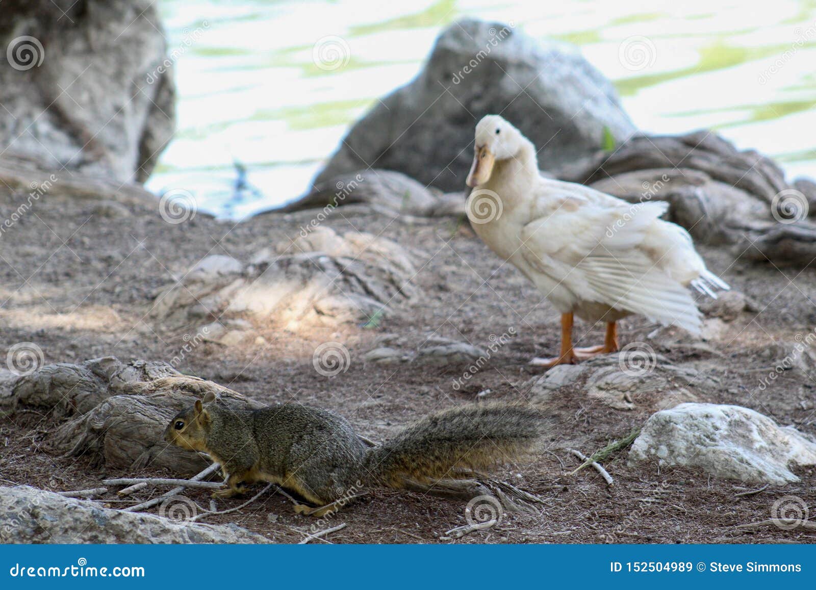 Squirrel Vs Duck Confrontation Battle Stock Image - Image of birds ...
