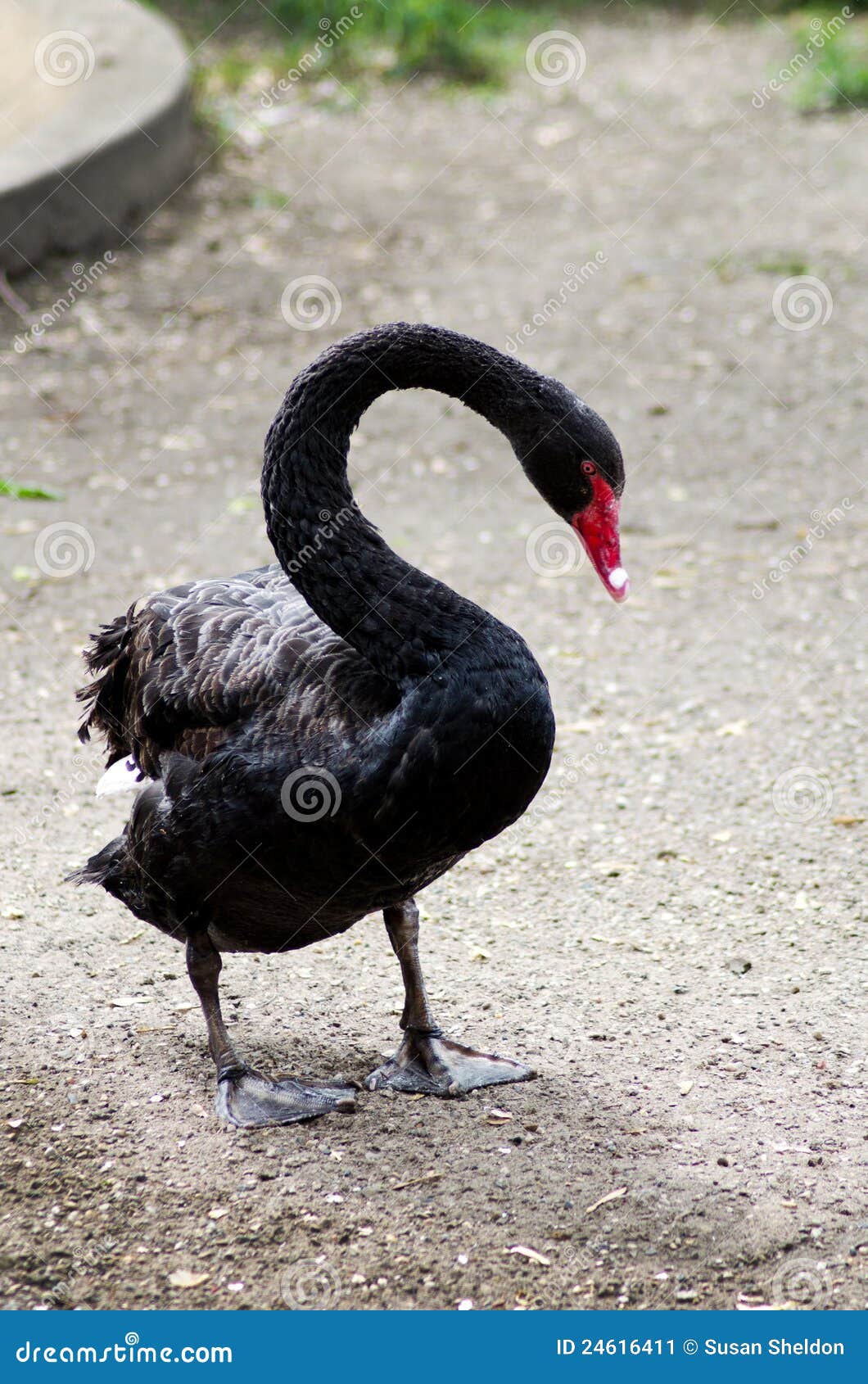 S is for swan stock image. Image of beak, black, wildlife - 24616411