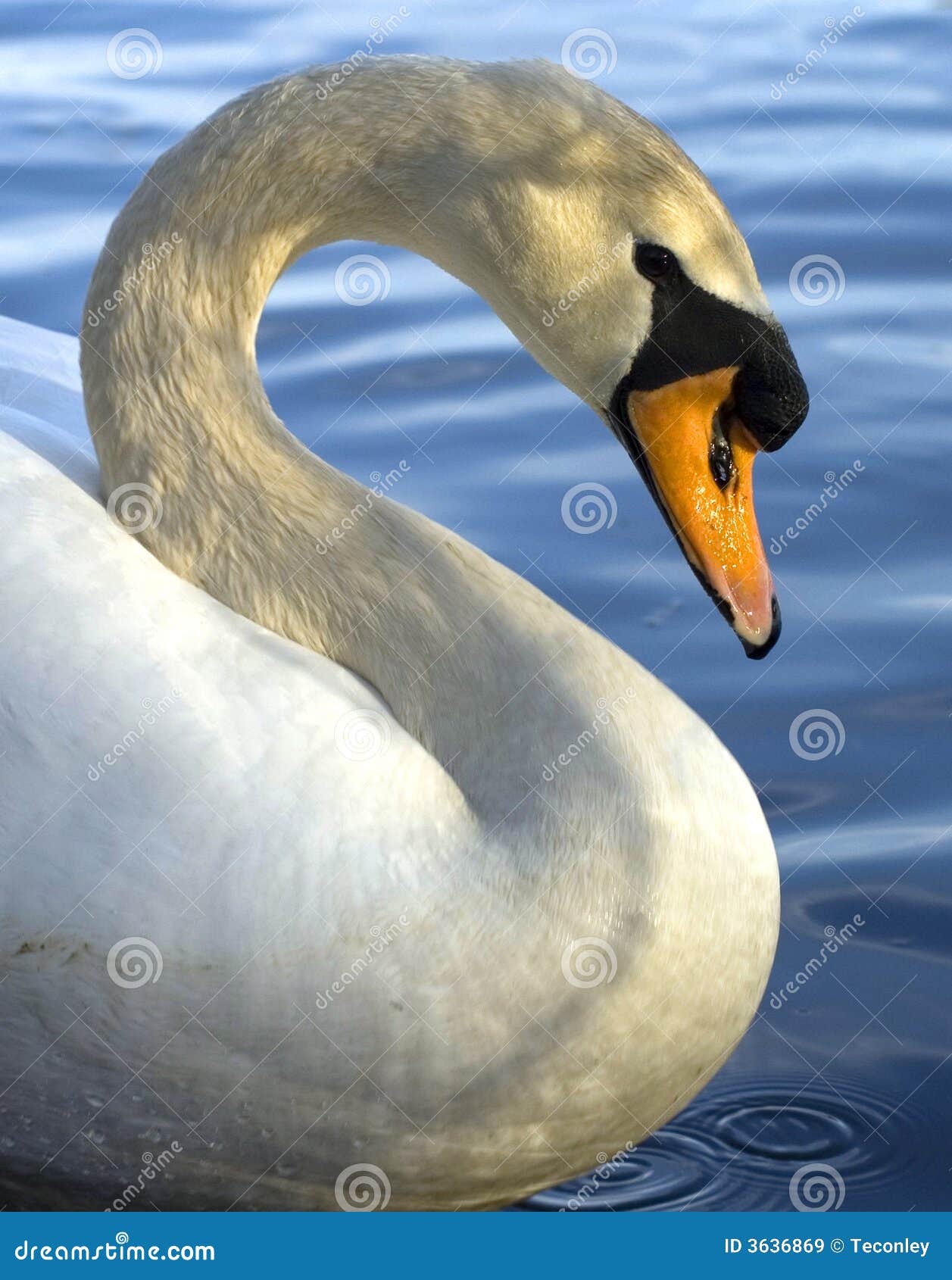 S is for Swan stock image. Image of beautiful, nature - 3636869
