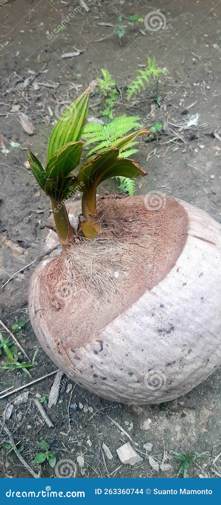 Coconut sprouts two stock photo. Image of sprout, unusual - 263360744