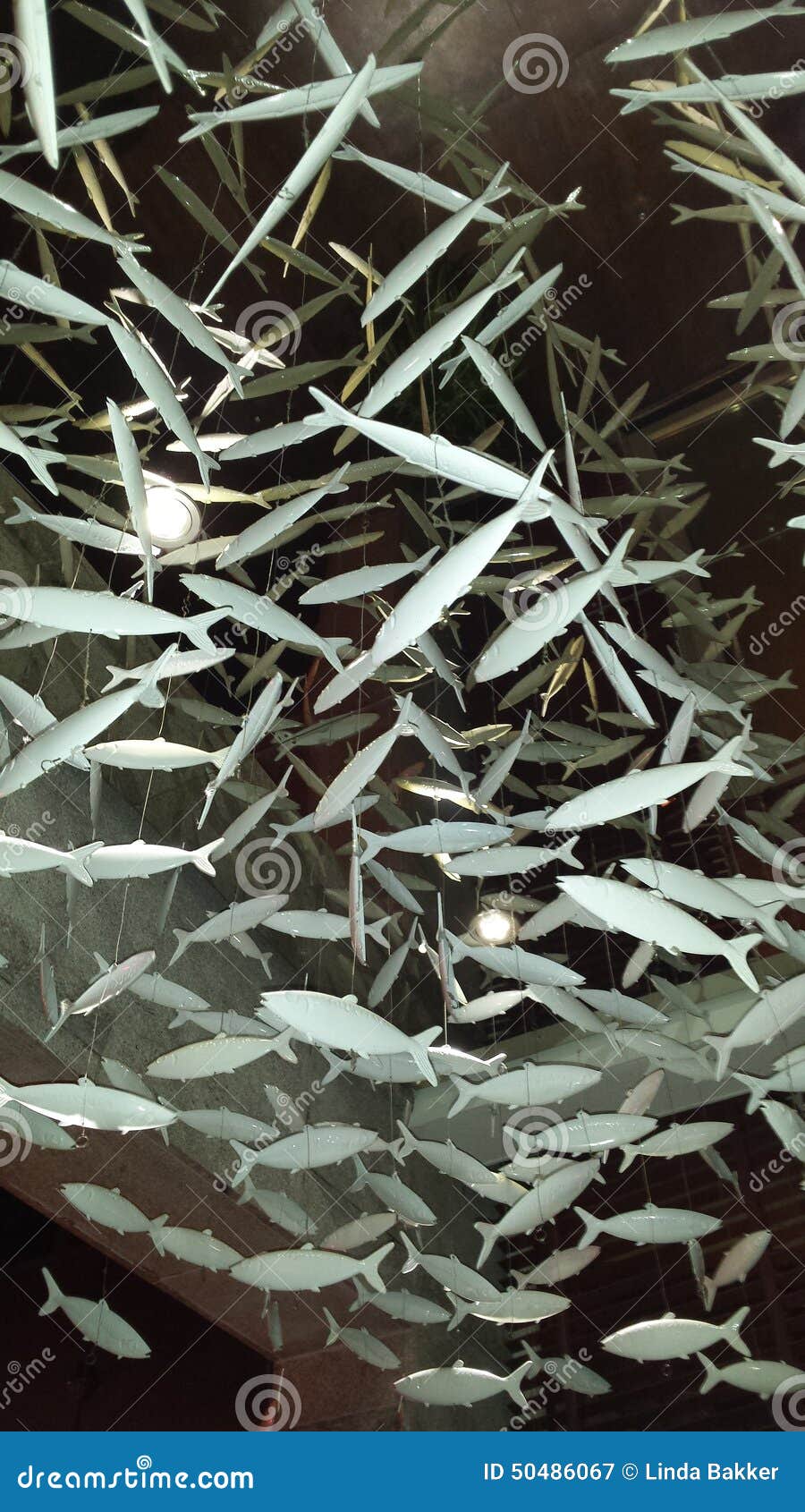 It s very fishy stock image. Image of fish, fishy, ceiling - 50486067