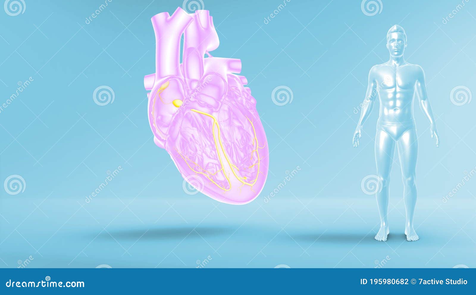 SA And AV Nodes In The Heart With Human Body Stock Photo ... SA And AV Nodes In The Heart With Human Body Stock Photo ...