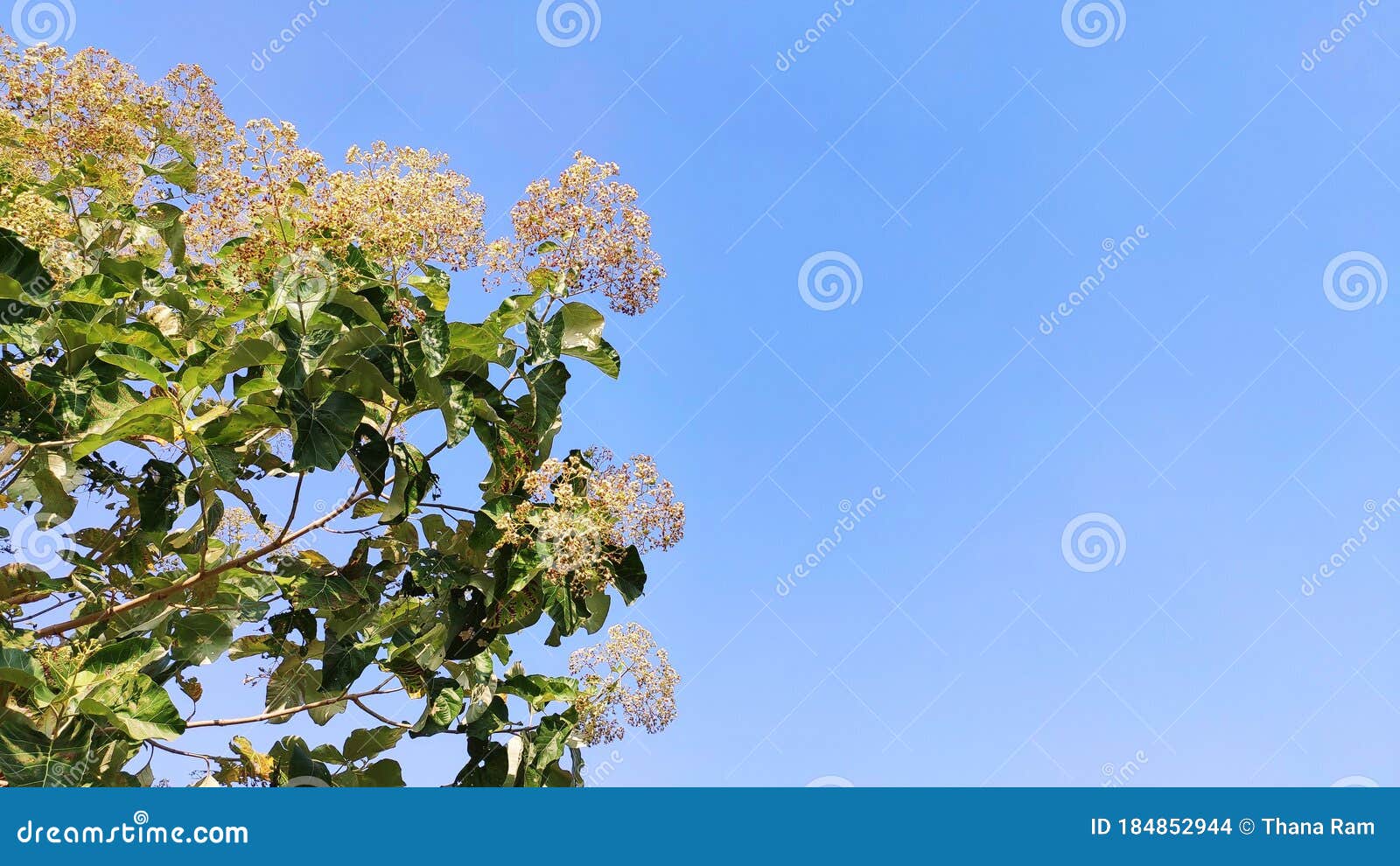 Saagwan Tree Photos - Free & Royalty-Free Stock Photos from Dreamstime