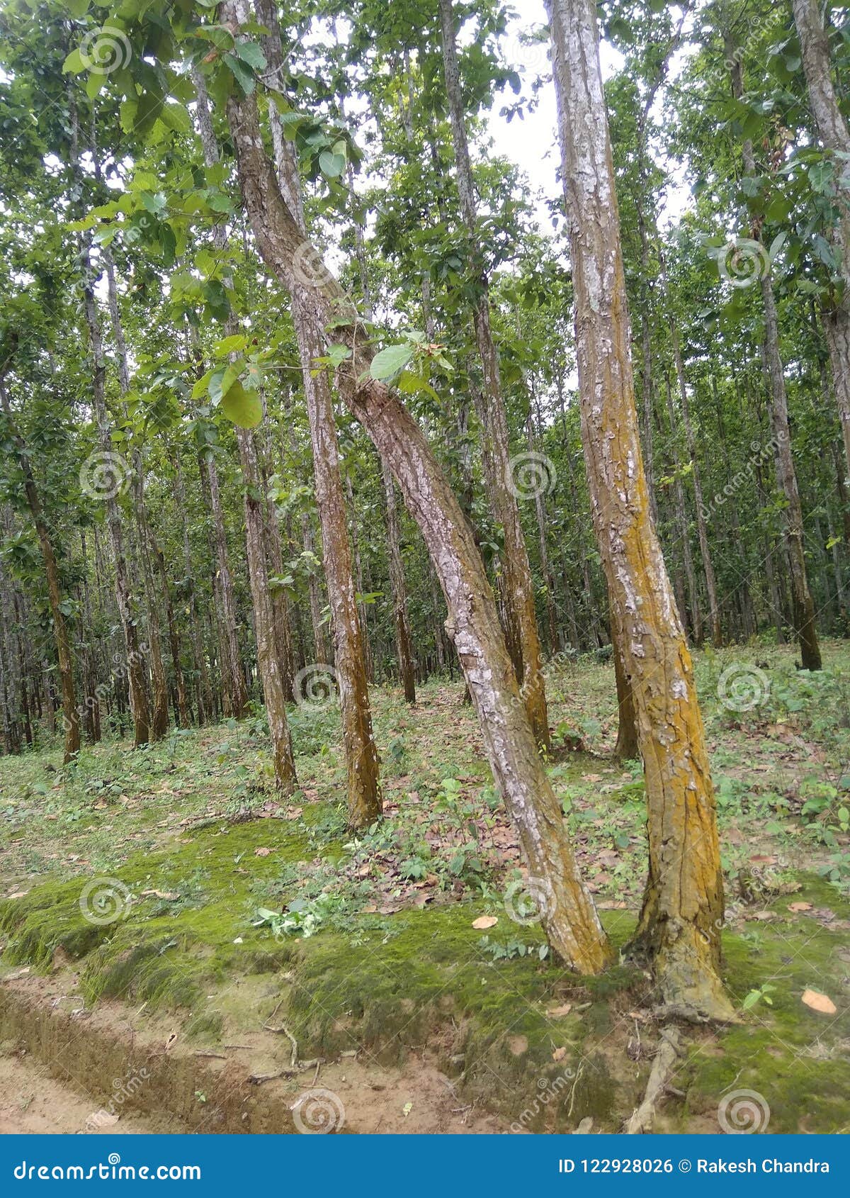Saal tree stock photo. Image of assam, saal, called - 122928026