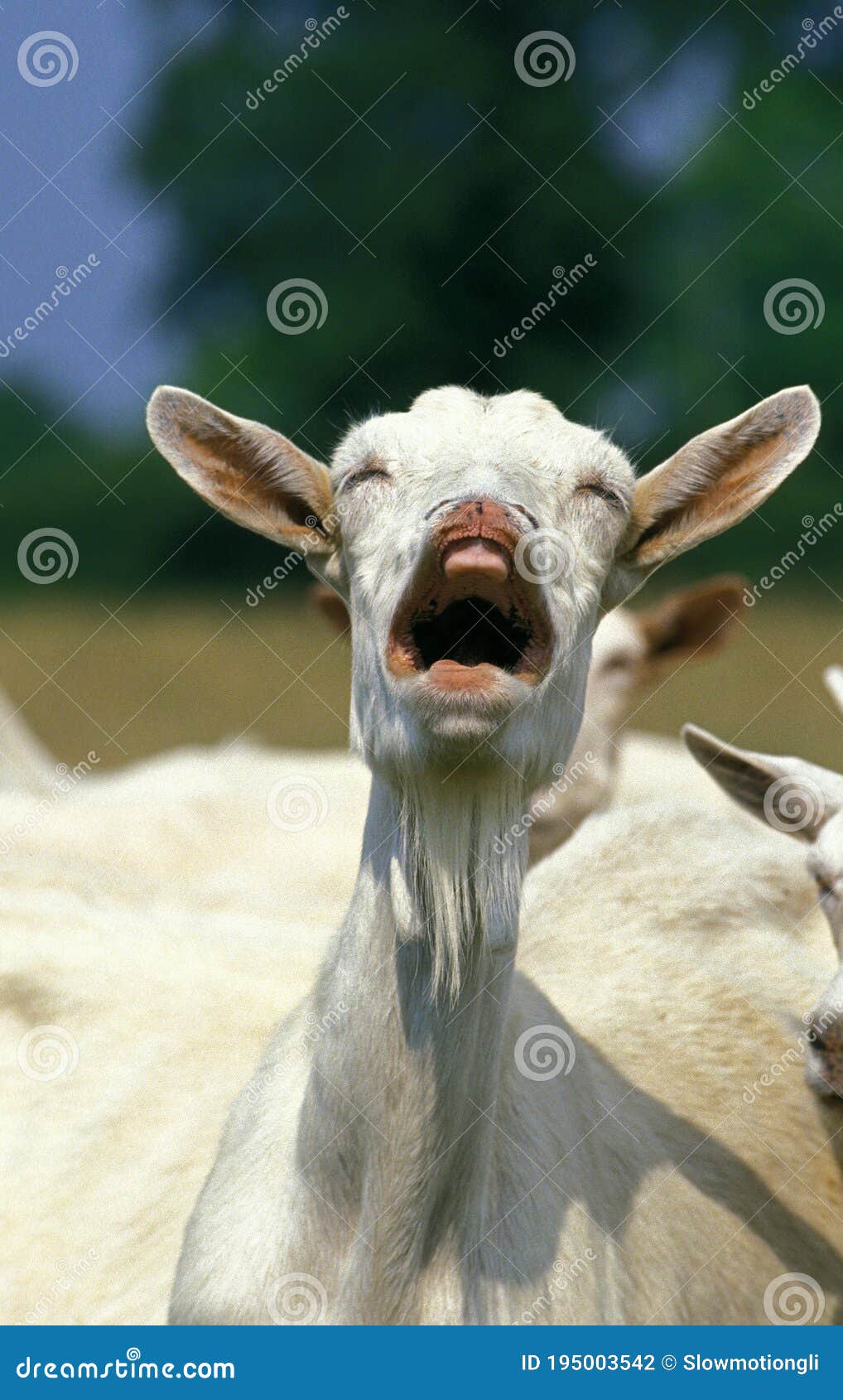SAANEN GOAT, ADULT CALLING stock photo. Image of humour - 195003542
