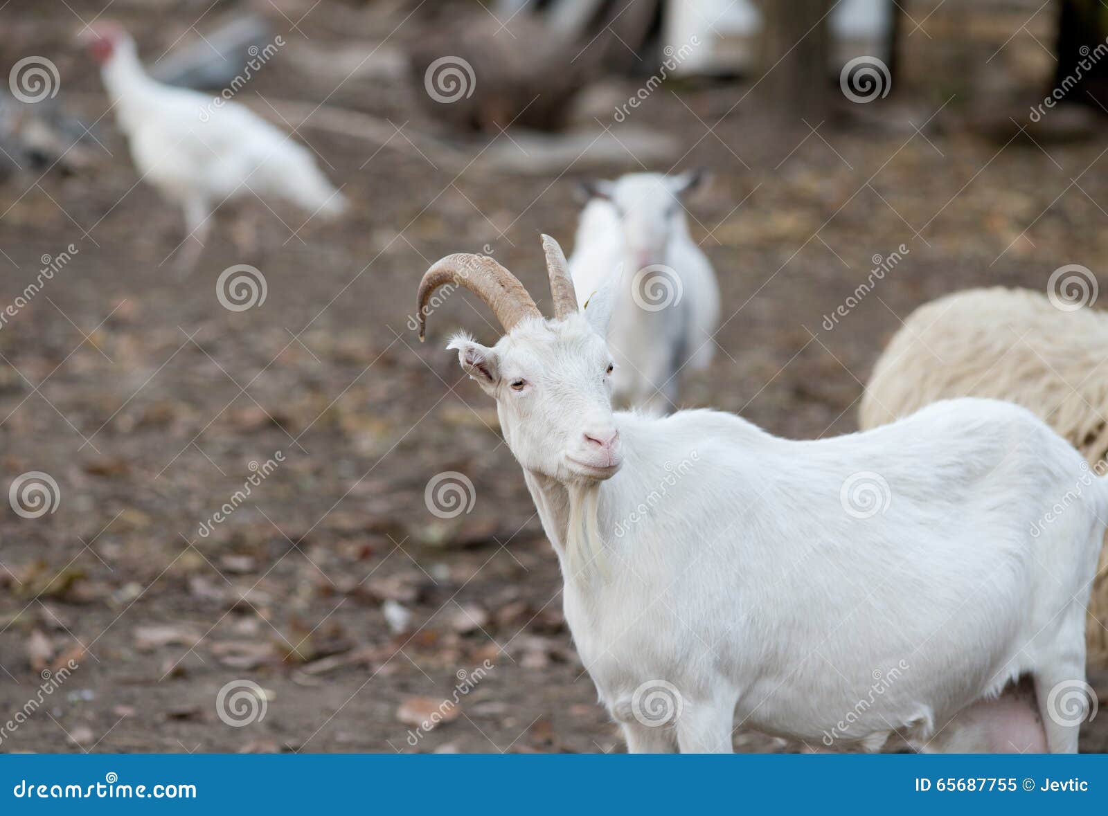 Saanen goat on the farm stock image. Image of animal - 65687755