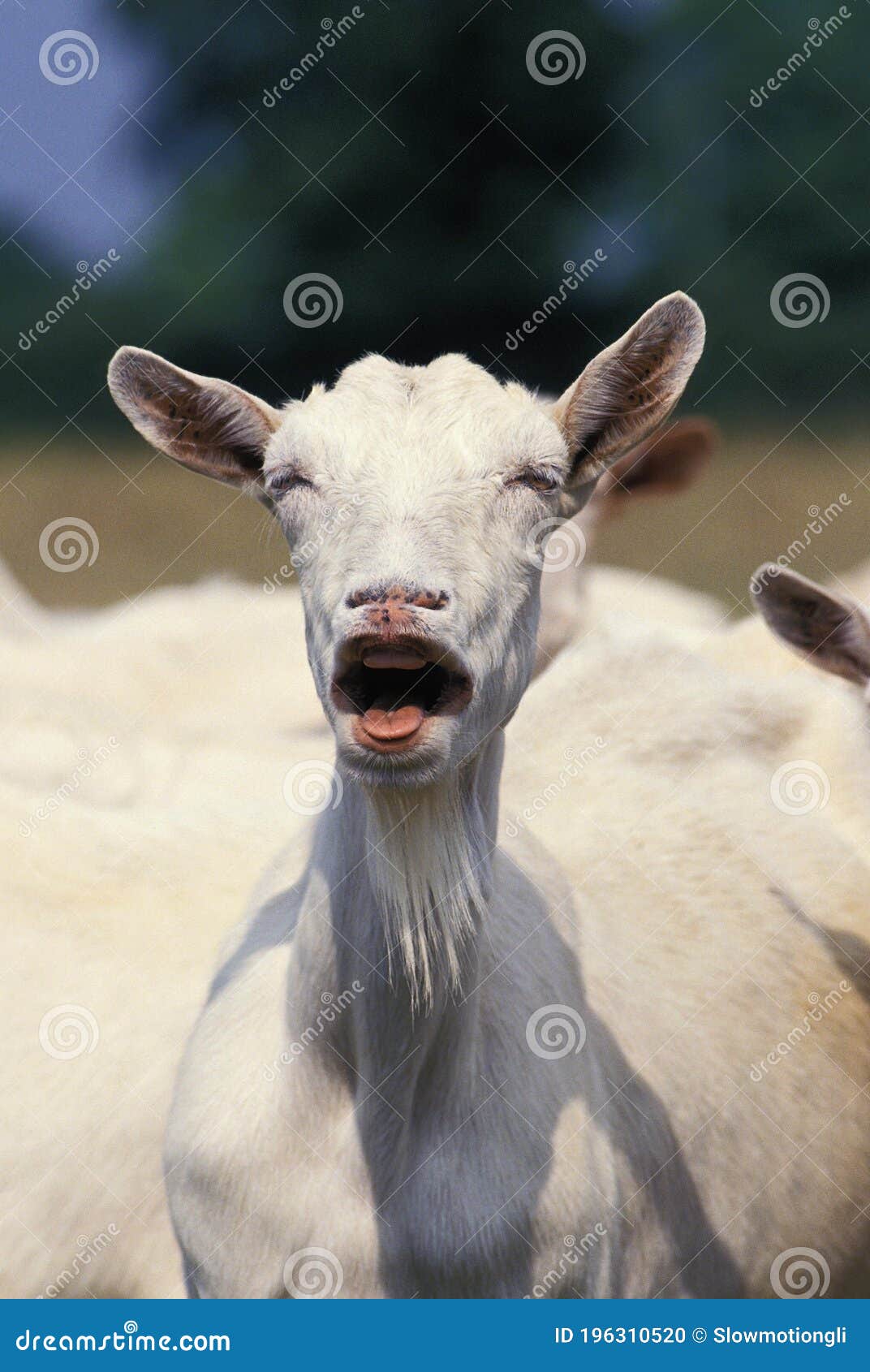 Goat Female Standing At Chain-link Fence Royalty-Free Stock Photography ...