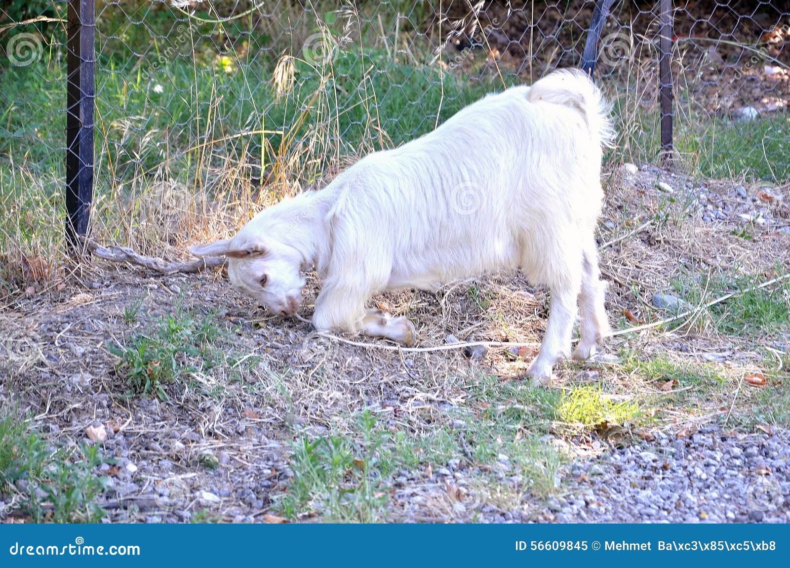 Saanen Goat stock image. Image of fence, cream, female - 56609845