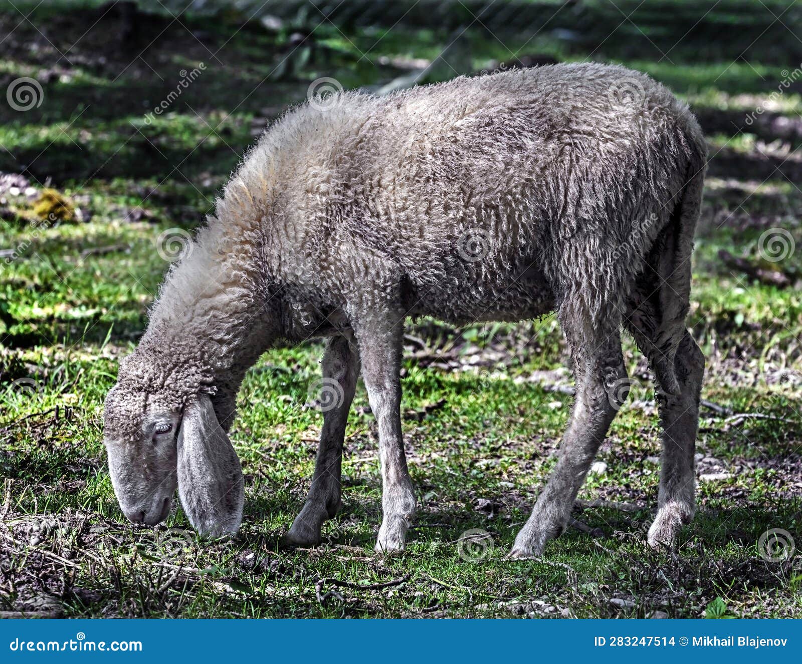 Saas ram on the lawn 1 stock photo. Image of graze, ruminant - 283247514