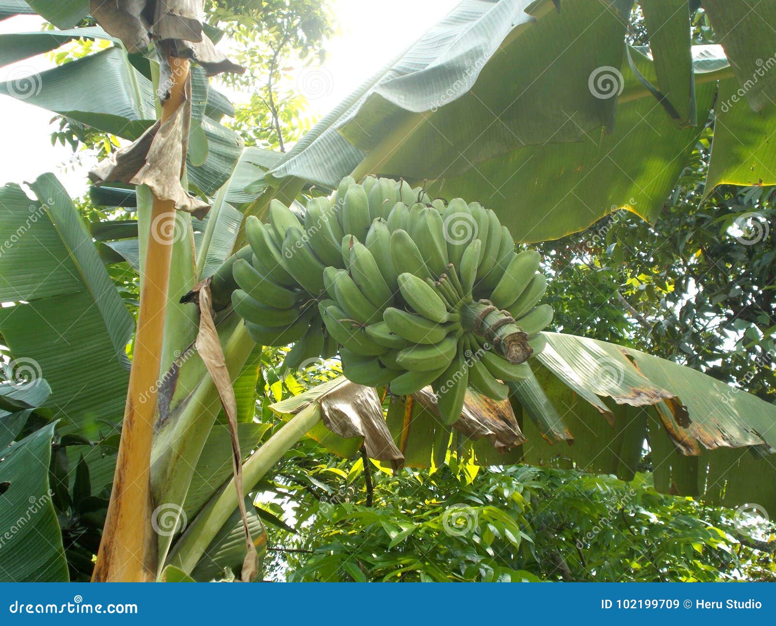 Saba Banana tree stock image. Image of food, group, forest - 102199709