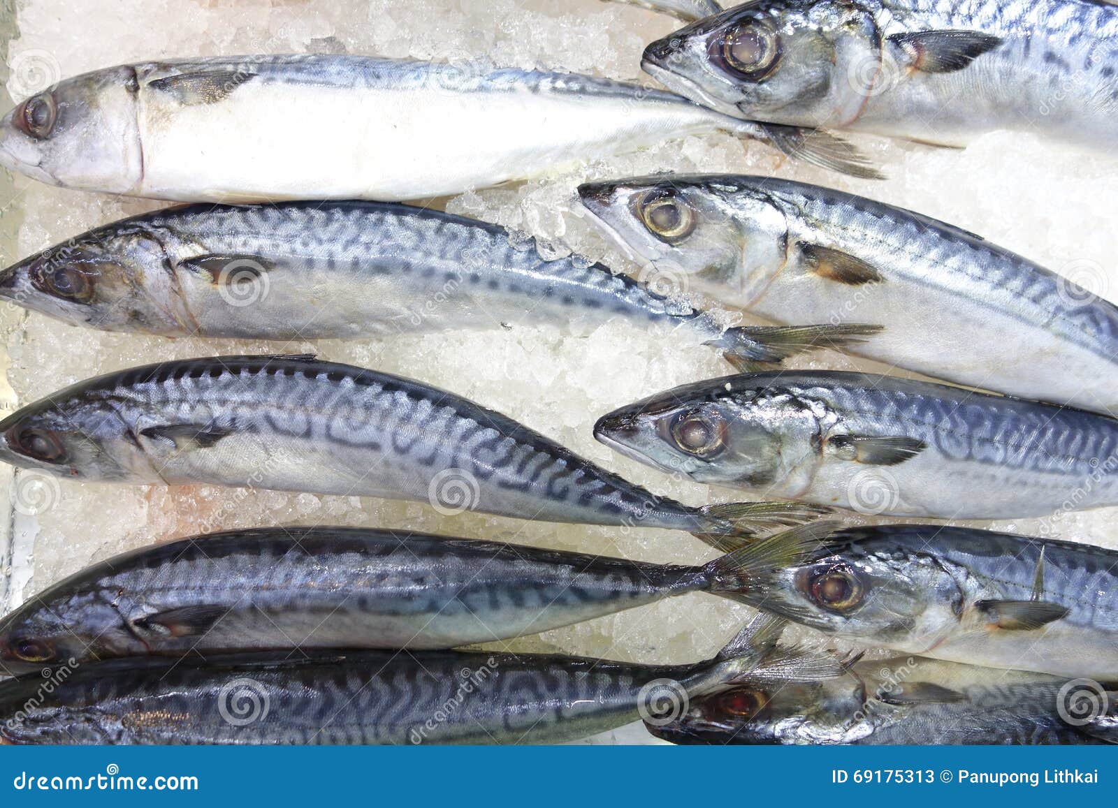 Saba fish on ice in market stock image. Image of japanese - 69175313