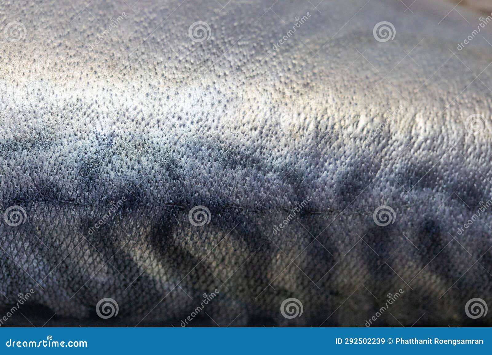 Saba Skin Fish for Background and Texture Stock Image - Image of shiny ...